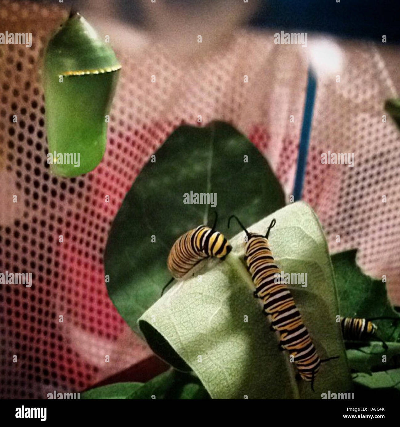 Monarch caterpillars and chrysalises are photographed in a national ...