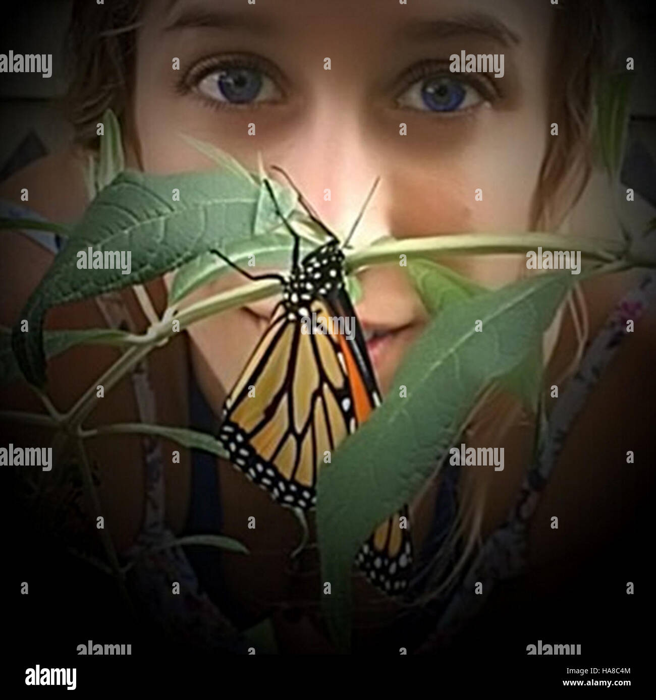 The Monarch Butterfly is an iconic species known for its incredible ...