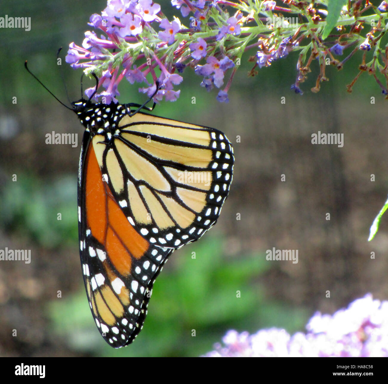 The monarch butterfly, Danaus plexippus, is seen feeding on a Buddleja ...