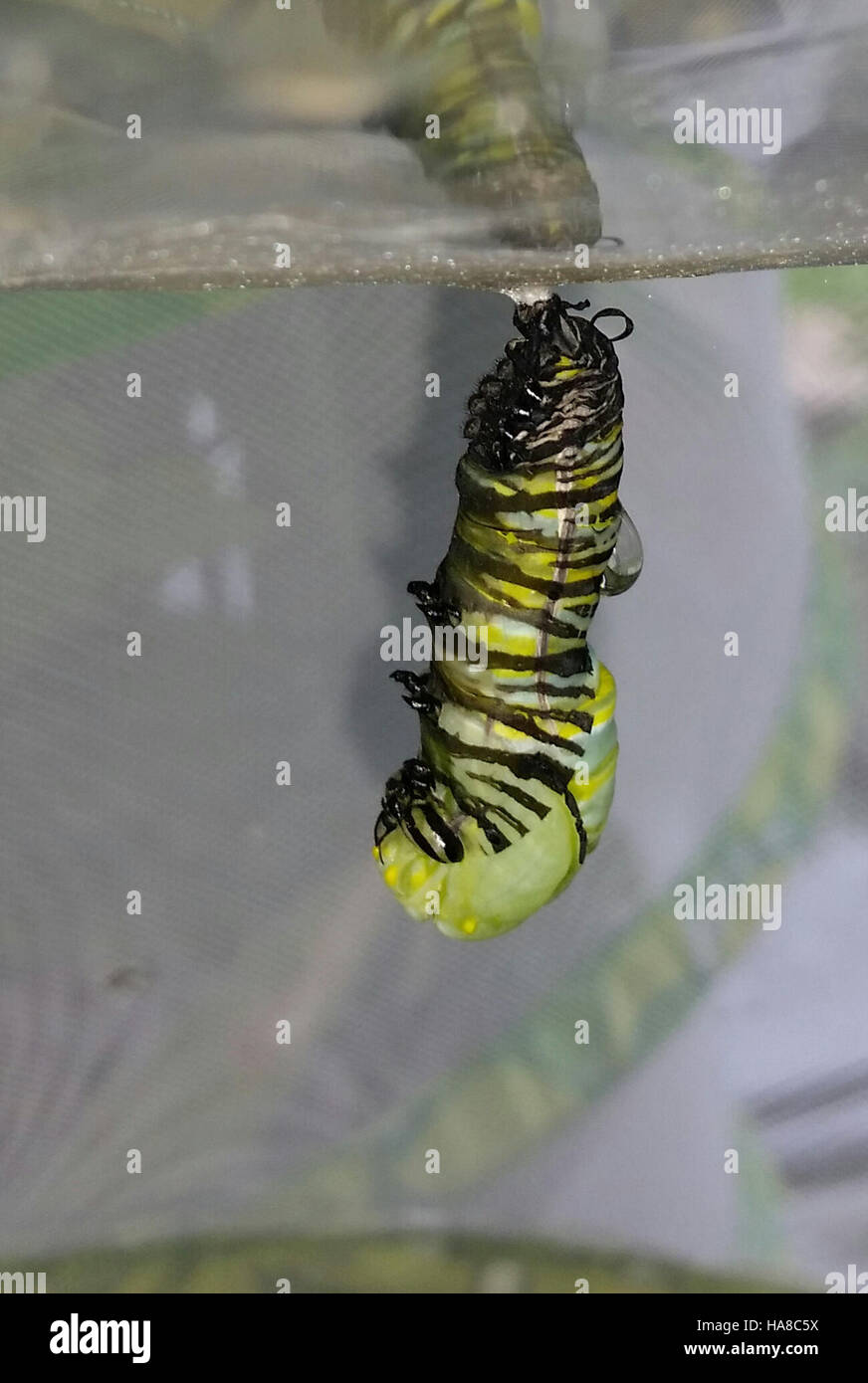 A Monarch caterpillar observed in Wisconsin’s National Park ...