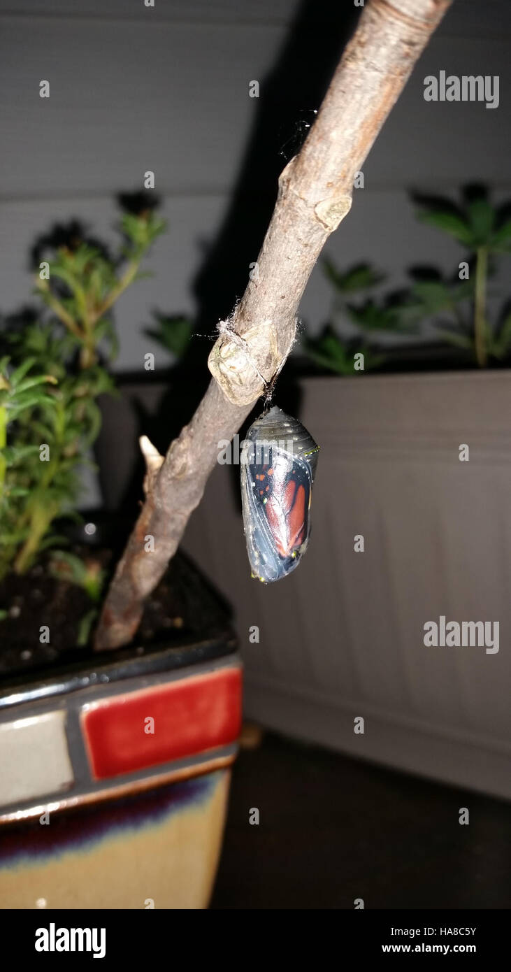 Monarch butterfly chrysalis stages hi-res stock photography and images ...