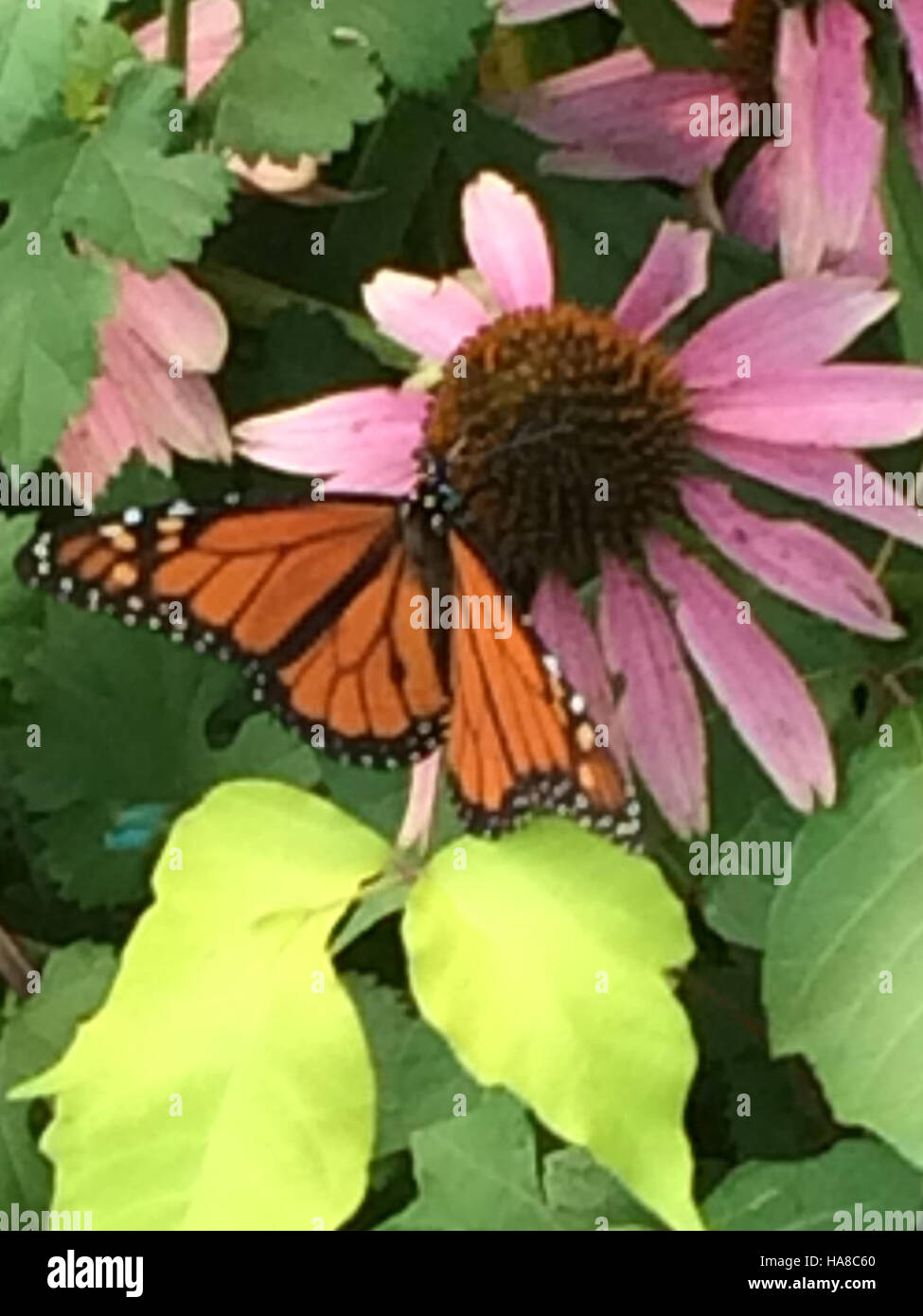 A Monarch Butterfly spotted in a Maryland National Park. Monarchs are ...
