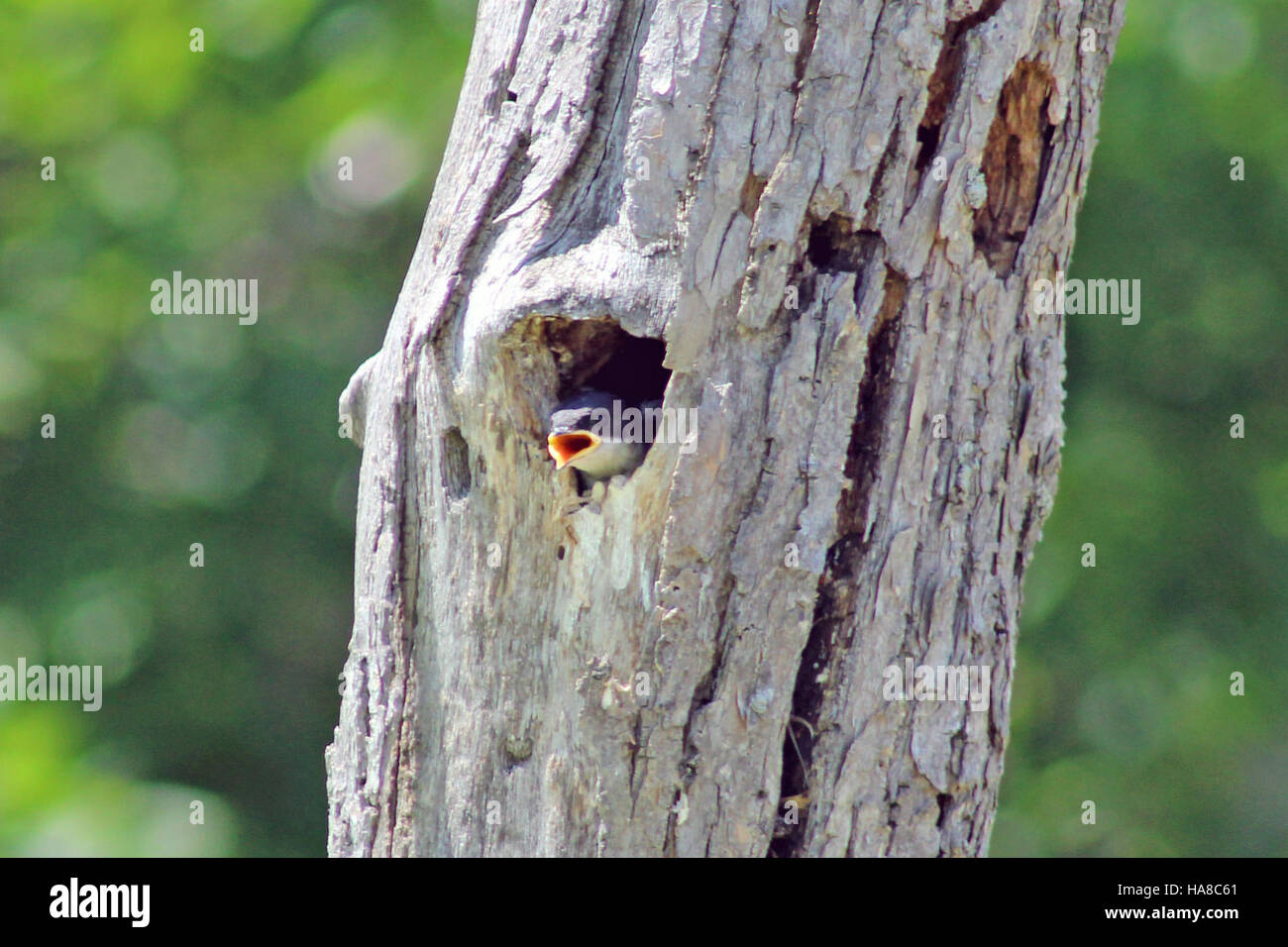 A hungry tree swallow is pictured in a national park, showcasing the ...