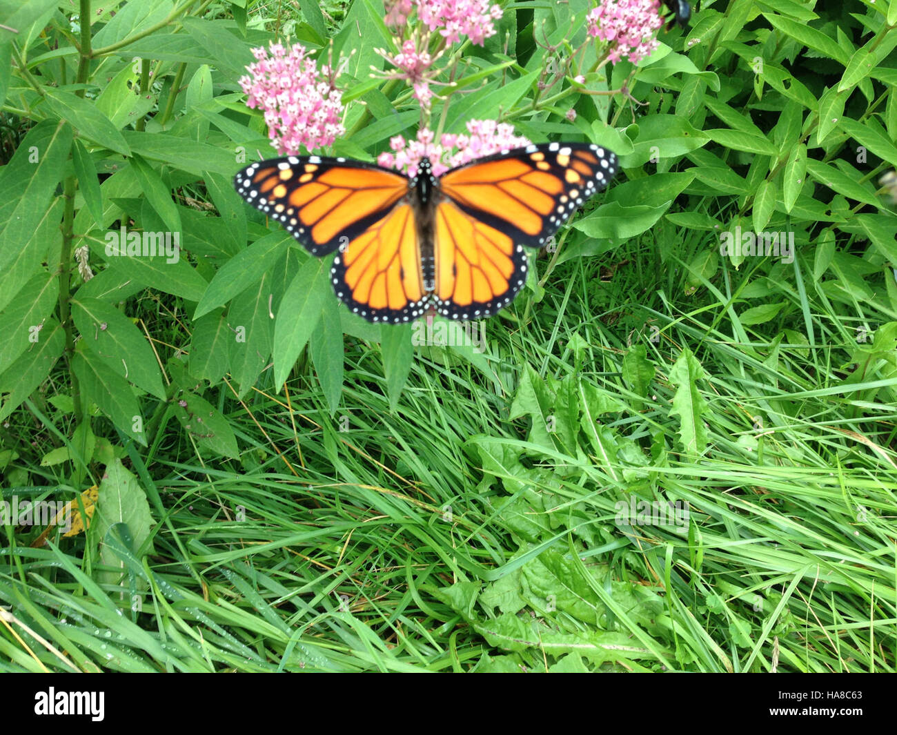 The Monarch Butterfly is a key species in Virginia's National Park ...