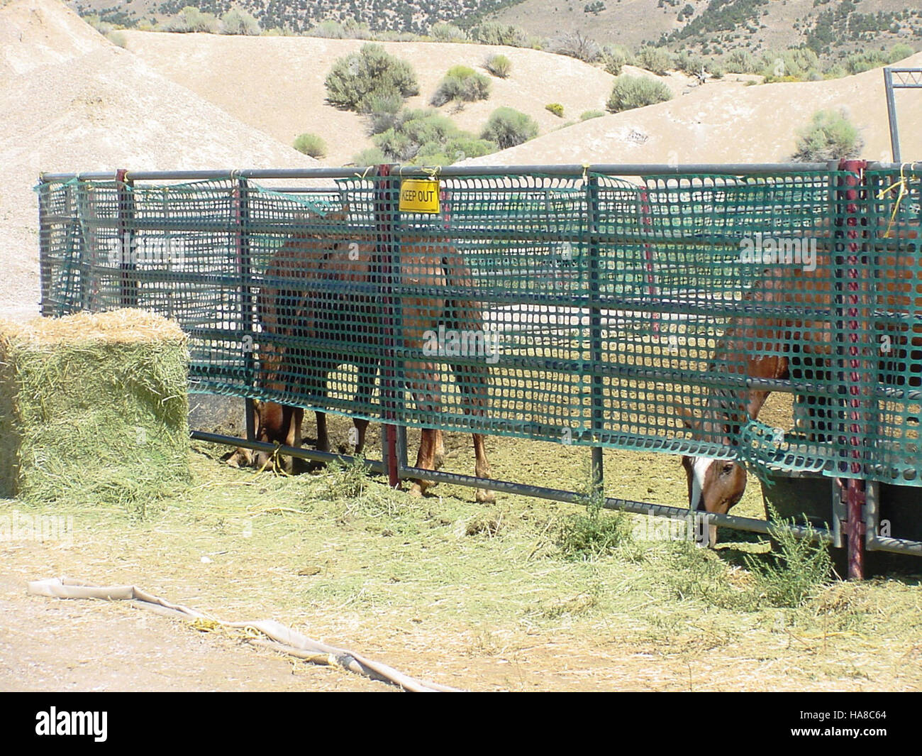 blmnevada 6036270710 Triple B 8-11-11 Horses settle in at Temporary ...