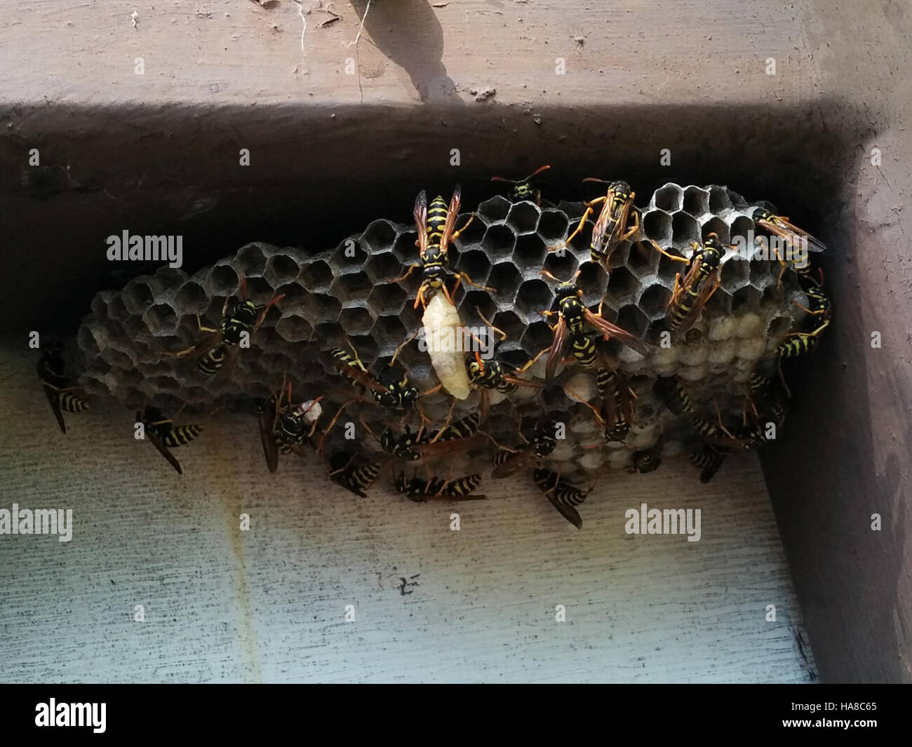 Wasps, an important part of the ecosystem, play a role in pollination ...