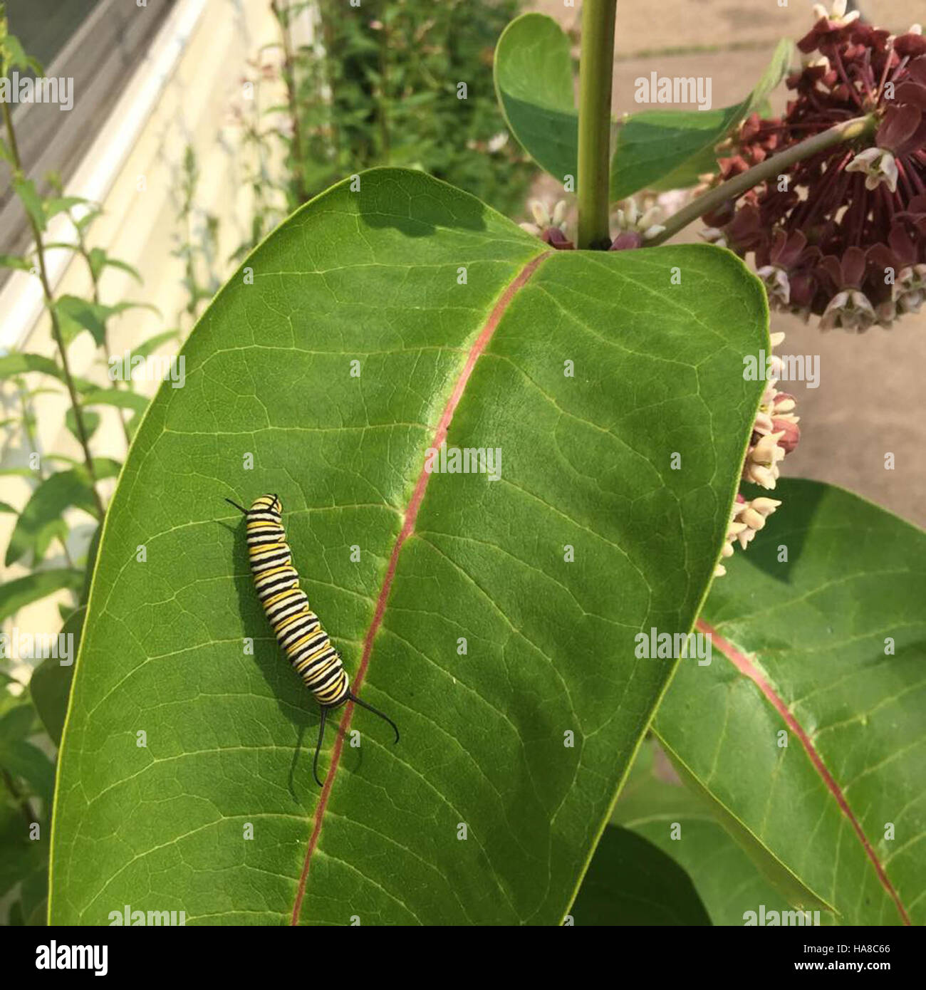 The monarch caterpillar, a key species in Wisconsin’s national parks ...