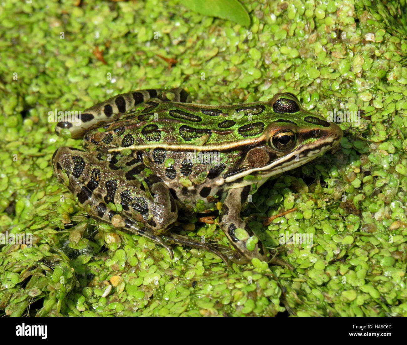 A Northern Leopard Frog in a U.S. National Park, demonstrating the ...
