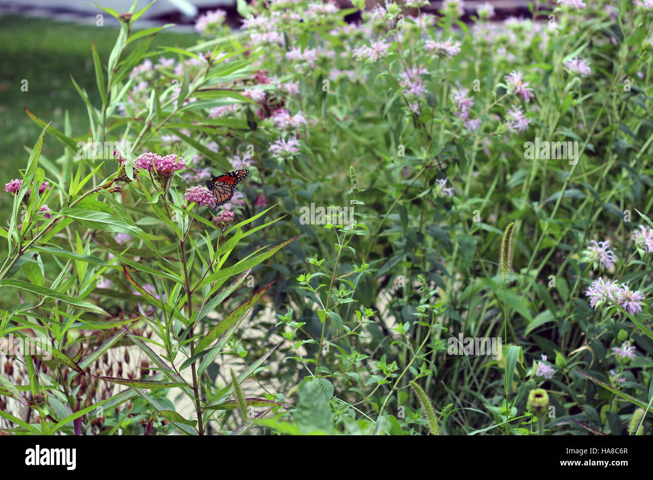 A Monarch Butterfly in Minneapolis, Minnesota, showcases the migratory ...