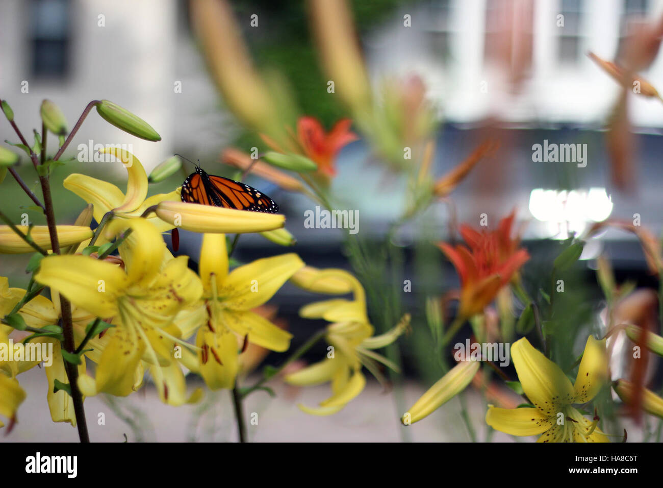 A Monarch Butterfly rests in Minneapolis, Minnesota, illustrating the ...