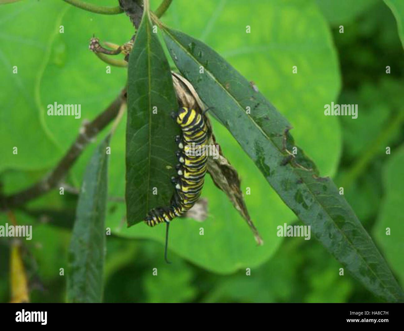 A Monarch caterpillar in California represents the early life stages of ...