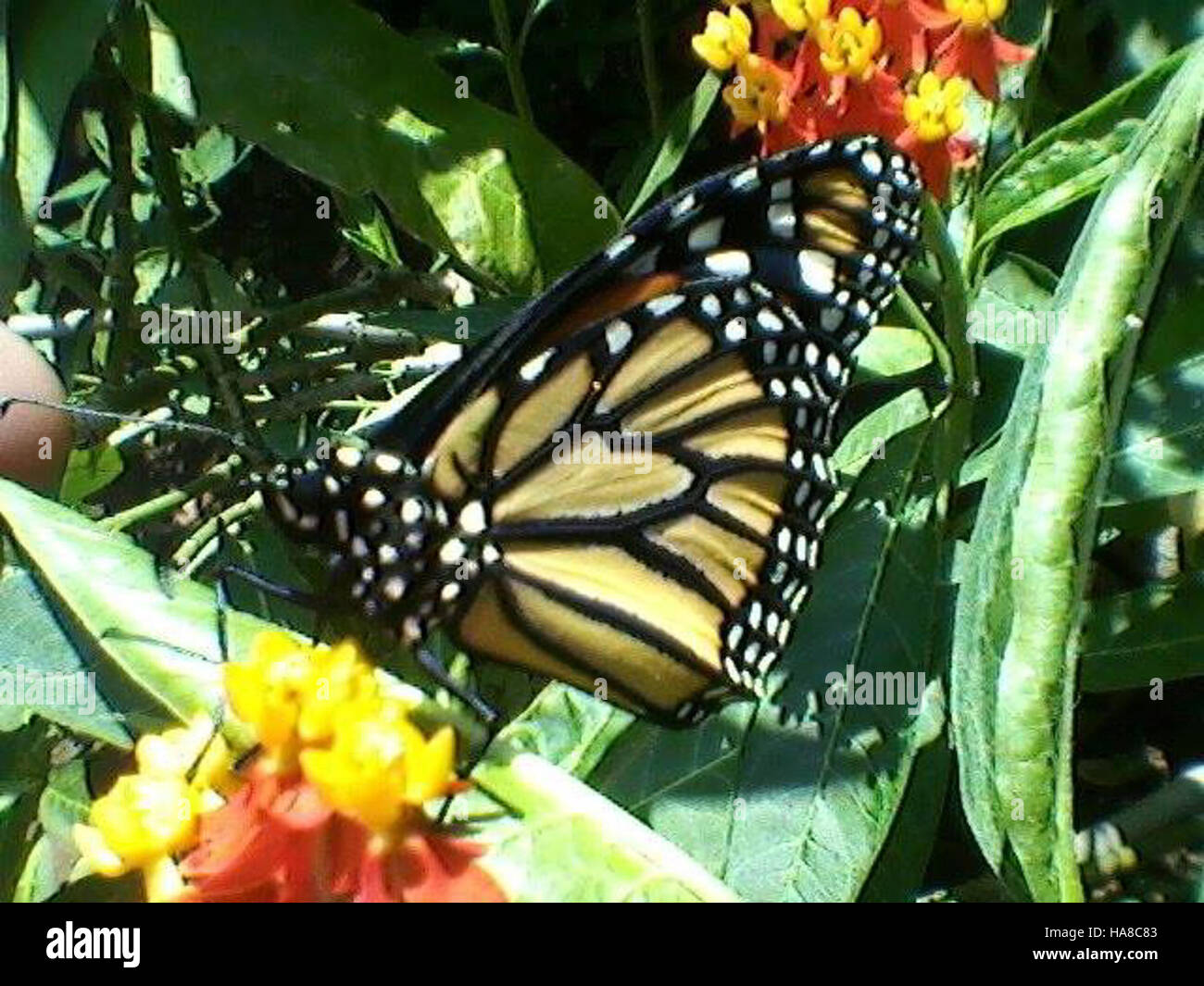 Monarch butterflies migrate to Mexico from the United States as part of ...