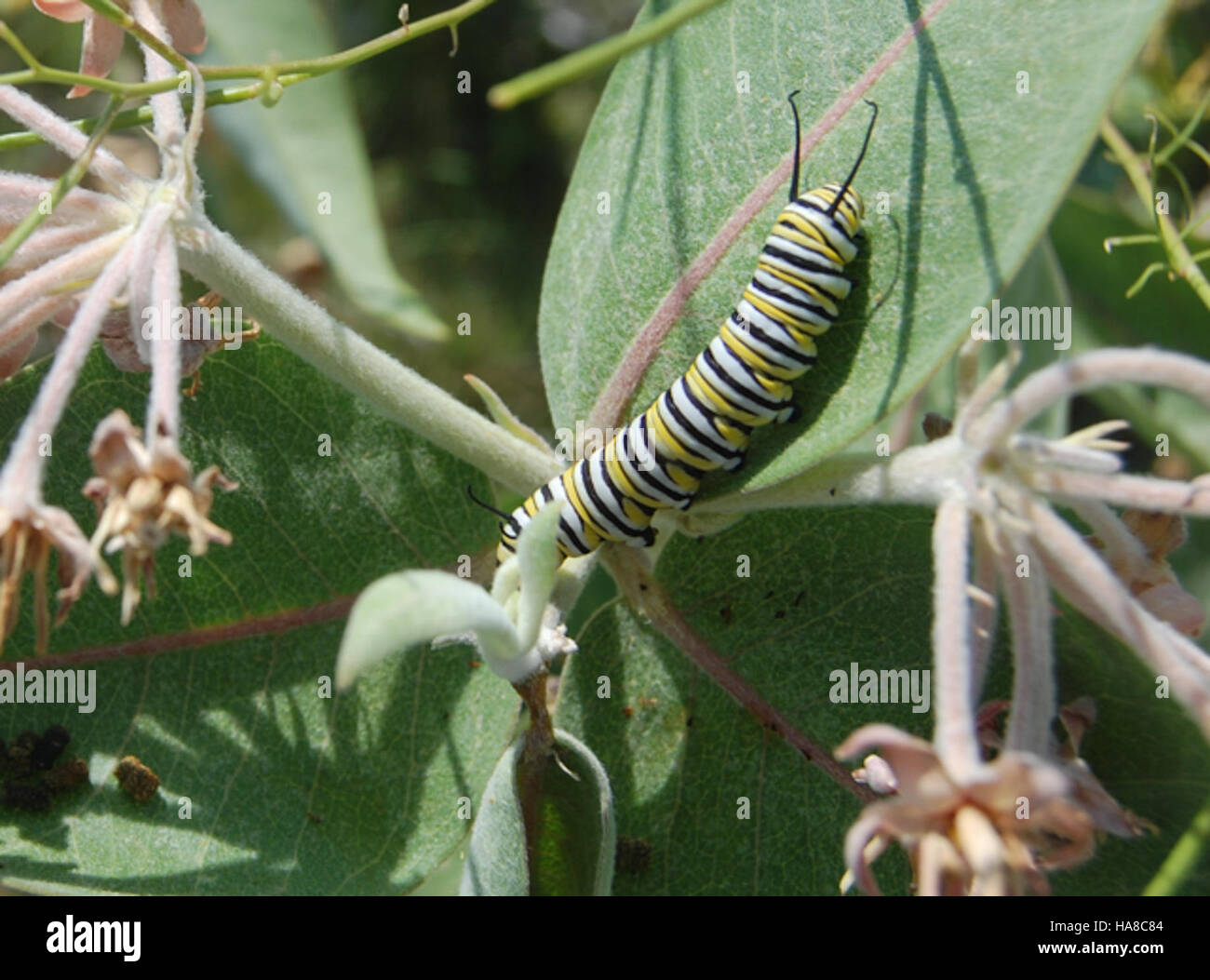 A Monarch caterpillar in Idaho is pictured in its natural habitat. This ...
