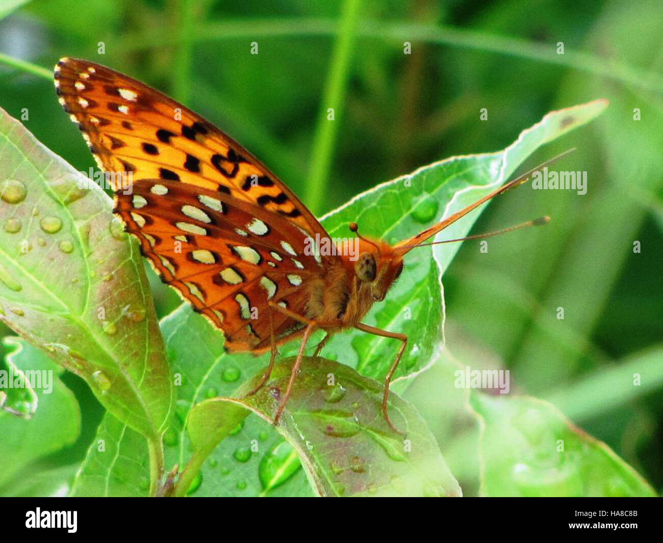 Butterfly striking patterns rests on hi-res stock photography and images - Alamy