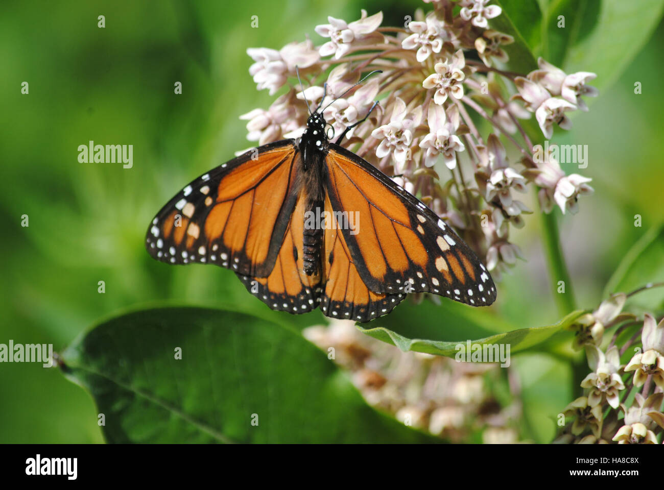 A Monarch butterfly in Illinois is pictured within a National Park ...
