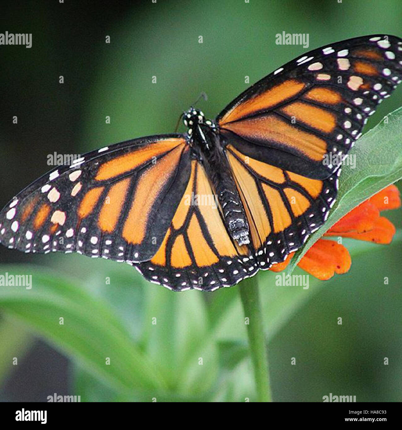 The Monarch Butterfly National Park is a key habitat for the migration ...