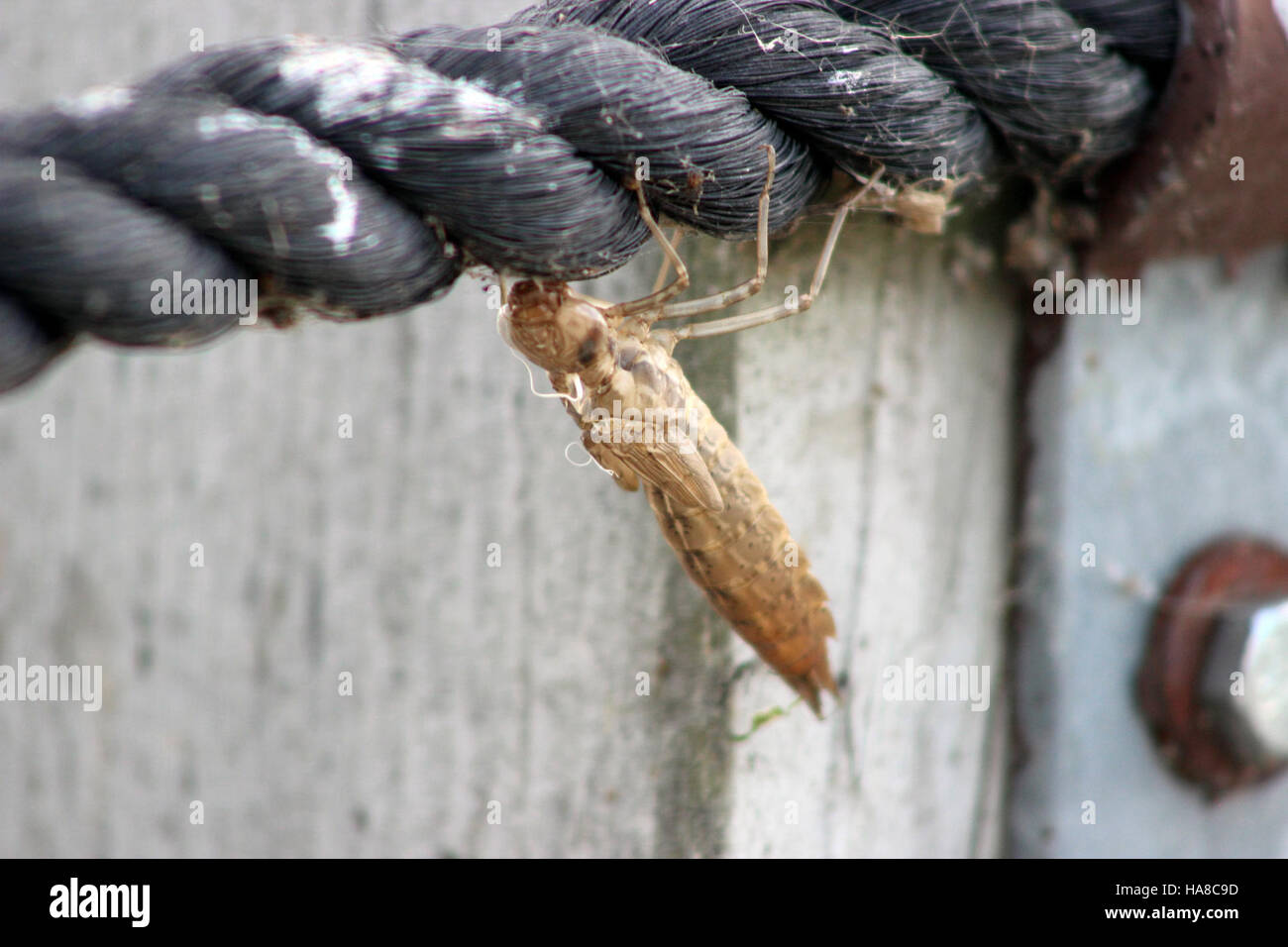 The image shows a dragonfly exuvia, the shed exoskeleton of a dragonfly ...