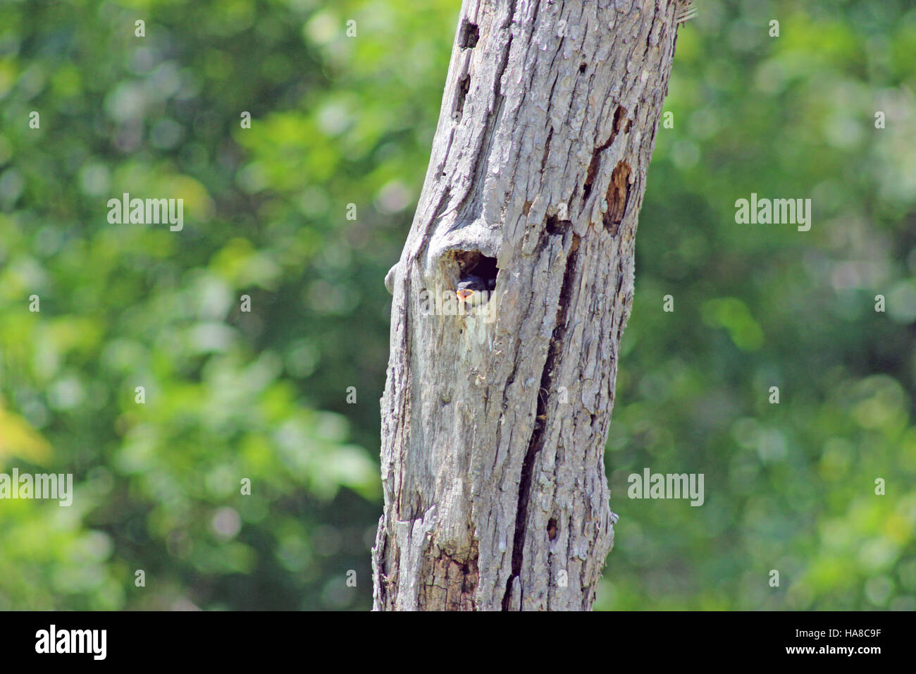 A young Tree Swallow perched in a national park, demonstrating the ...