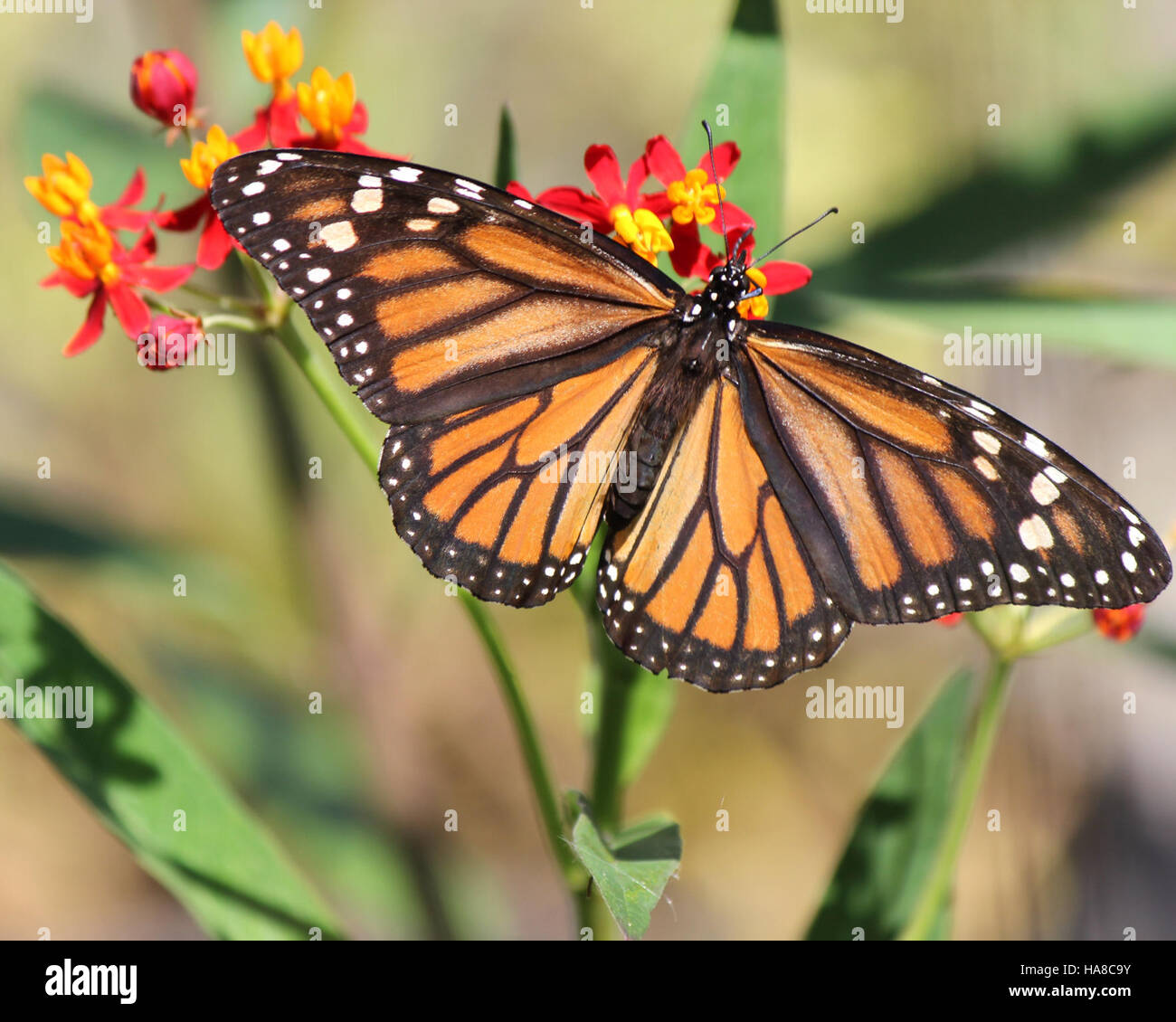 A monarch butterfly captured in flight in South Carolina, highlighting ...