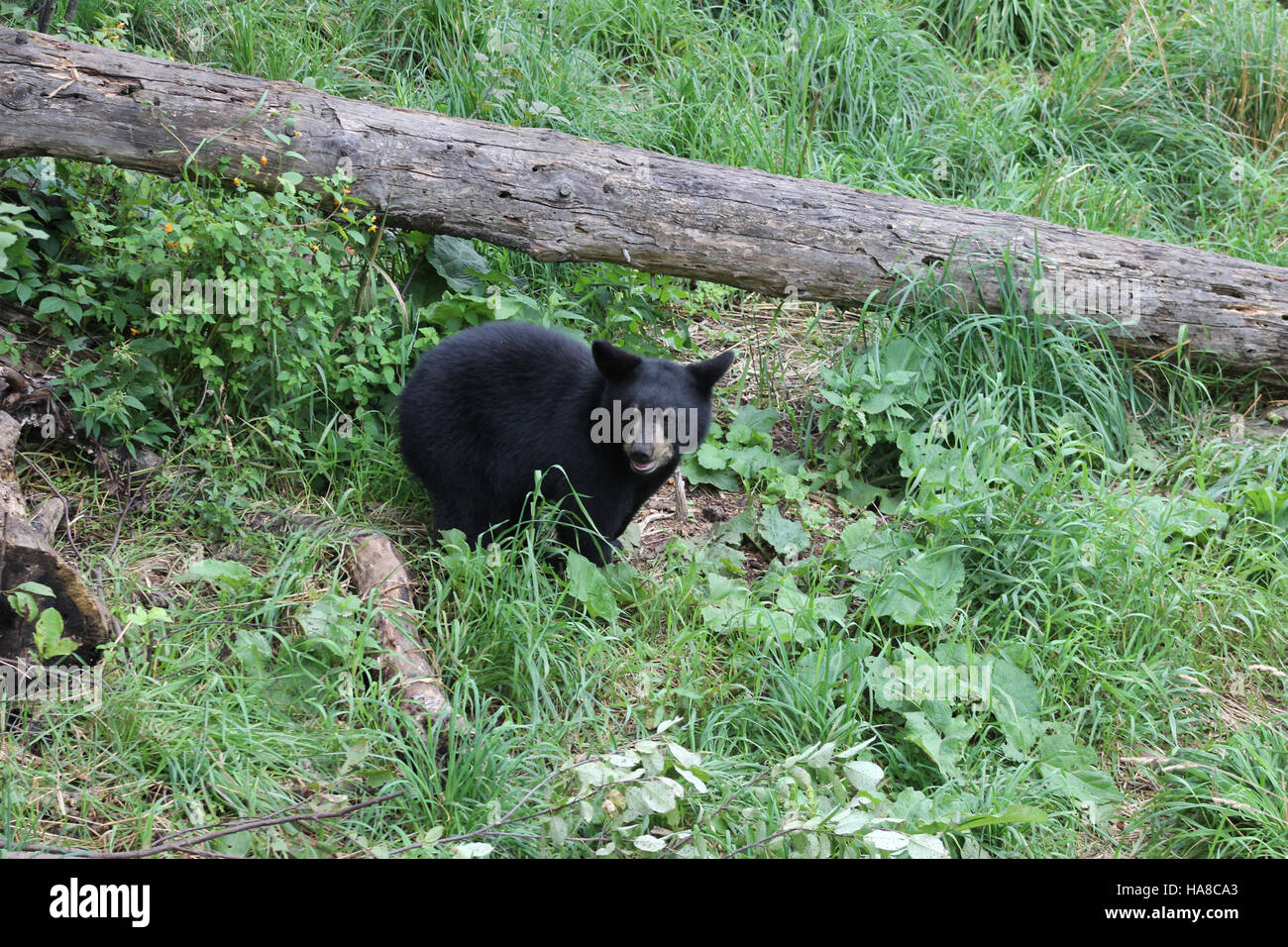 The black bear, a symbol of wilderness, is an important species in ...