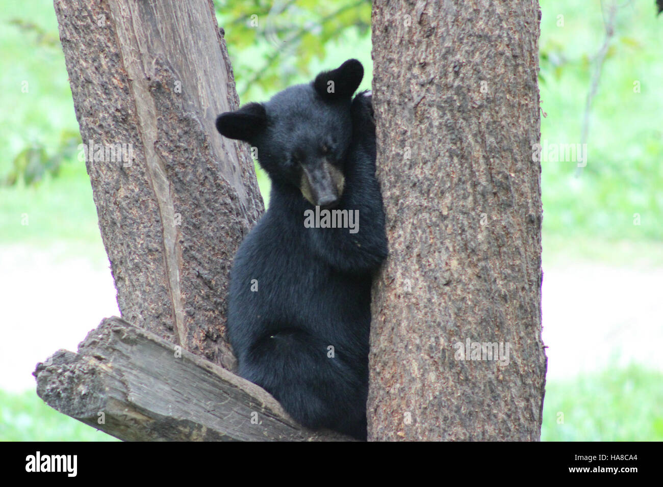 This image features a black bear in its natural habitat within a ...