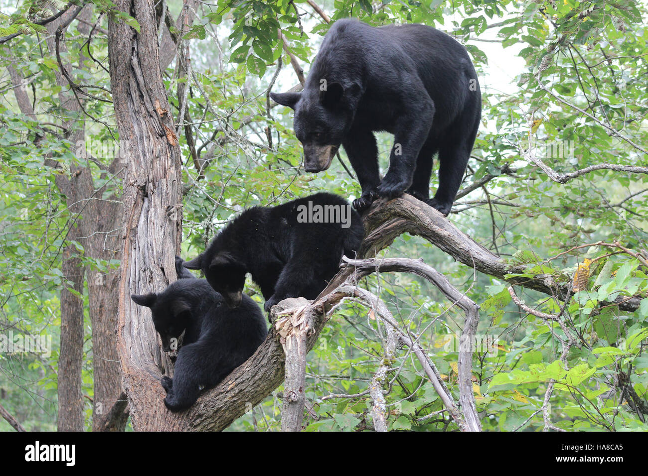 This image features a black bear family in a National Park, capturing ...