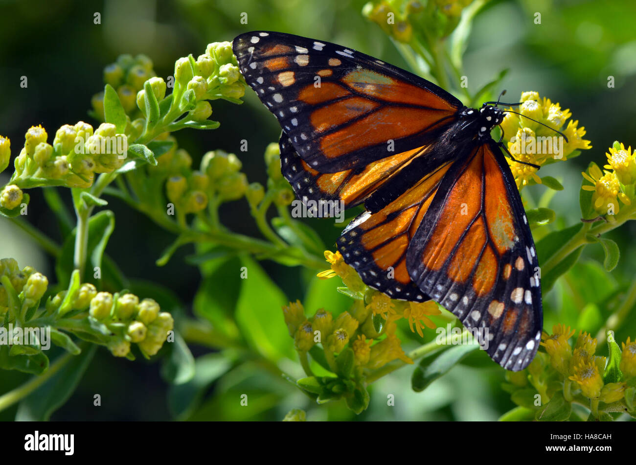 The Monarch Butterfly National Park is a vital habitat for monarch ...
