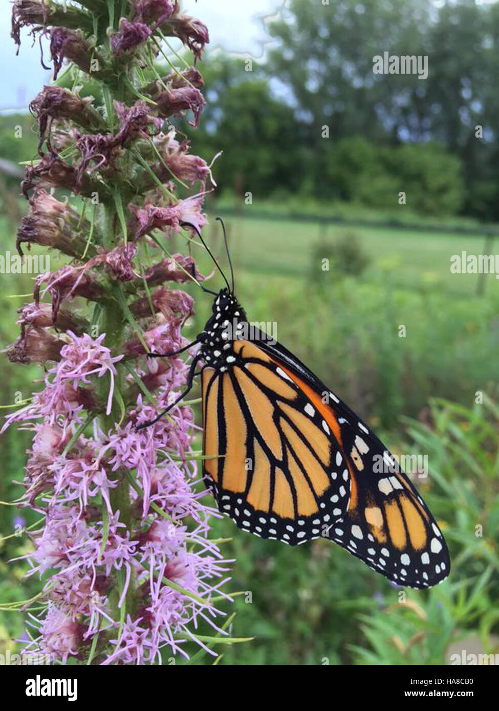 The Monarch Butterfly was spotted in Iowa National Park, an important ...