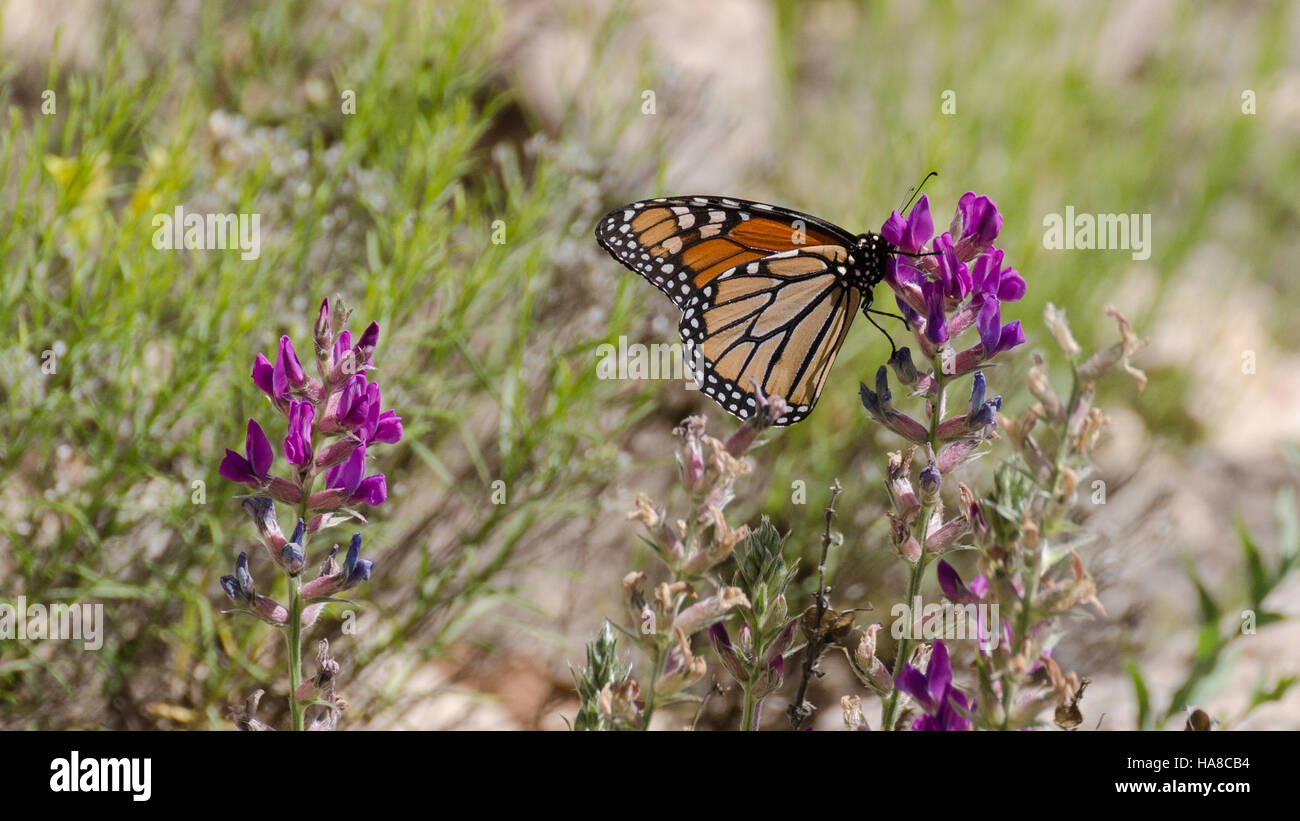 A Monarch butterfly in Arizona’s national parks highlights the ...