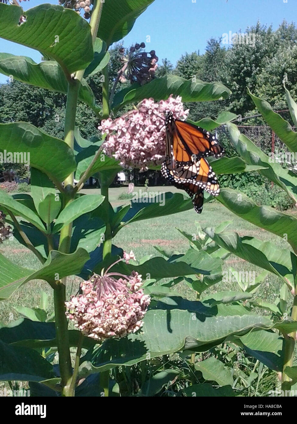 Monarch butterflies are shown migrating through Ohio's national parks ...