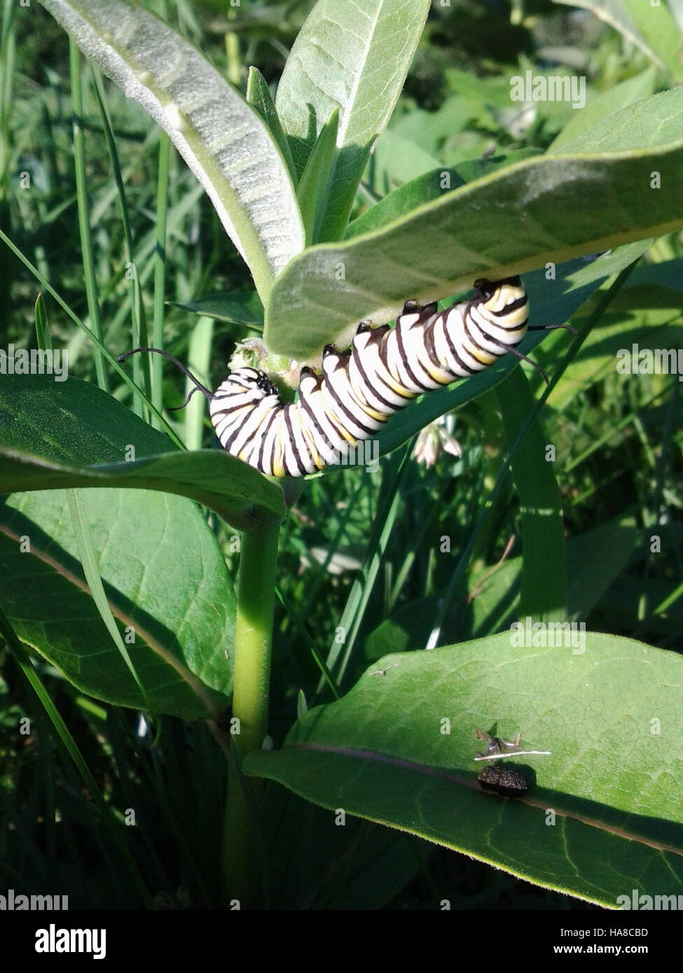 A Monarch caterpillar spotted in Ohio’s national park, highlighting the ...