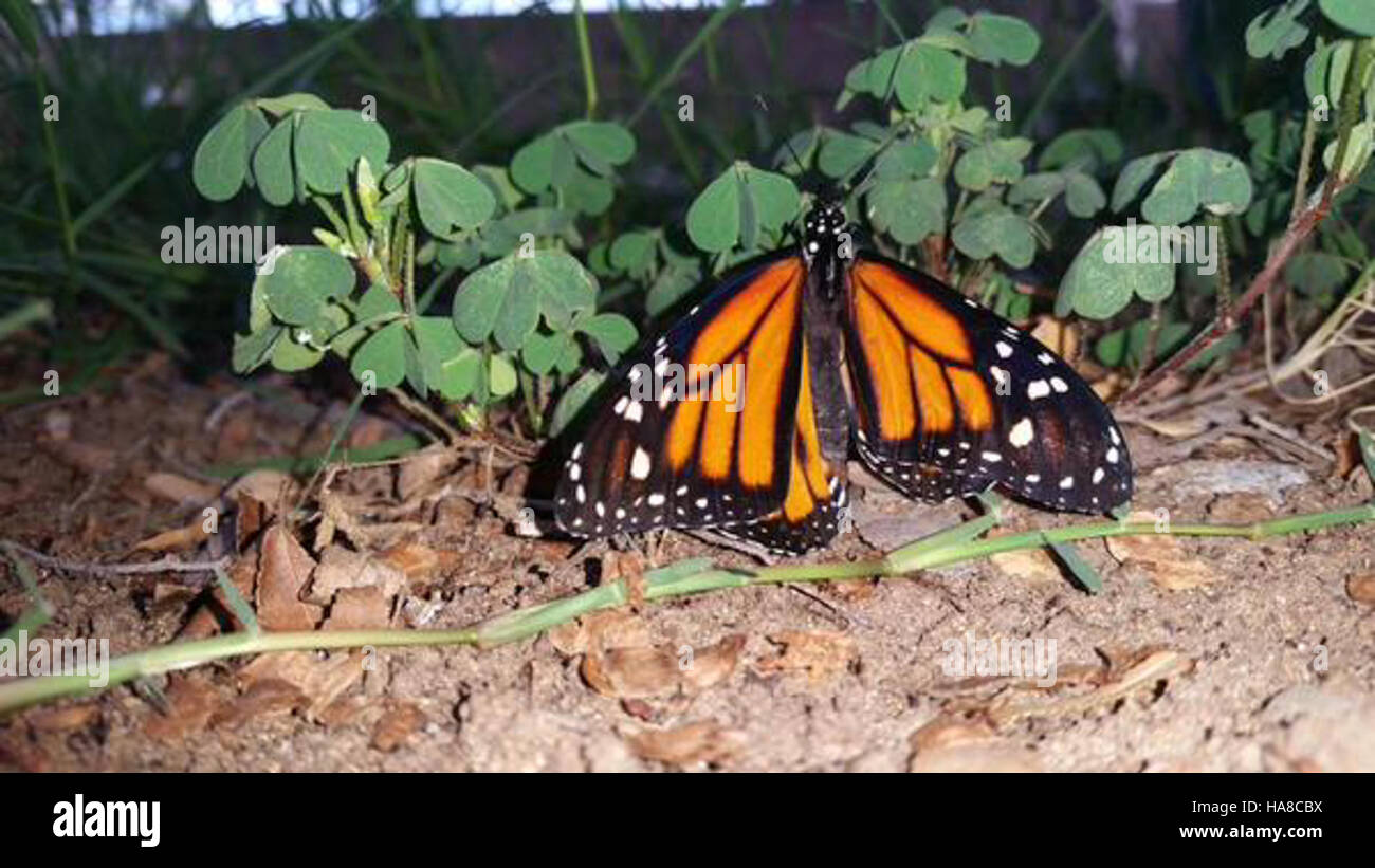 The Monarch Butterfly, known for its long migration, is seen in ...