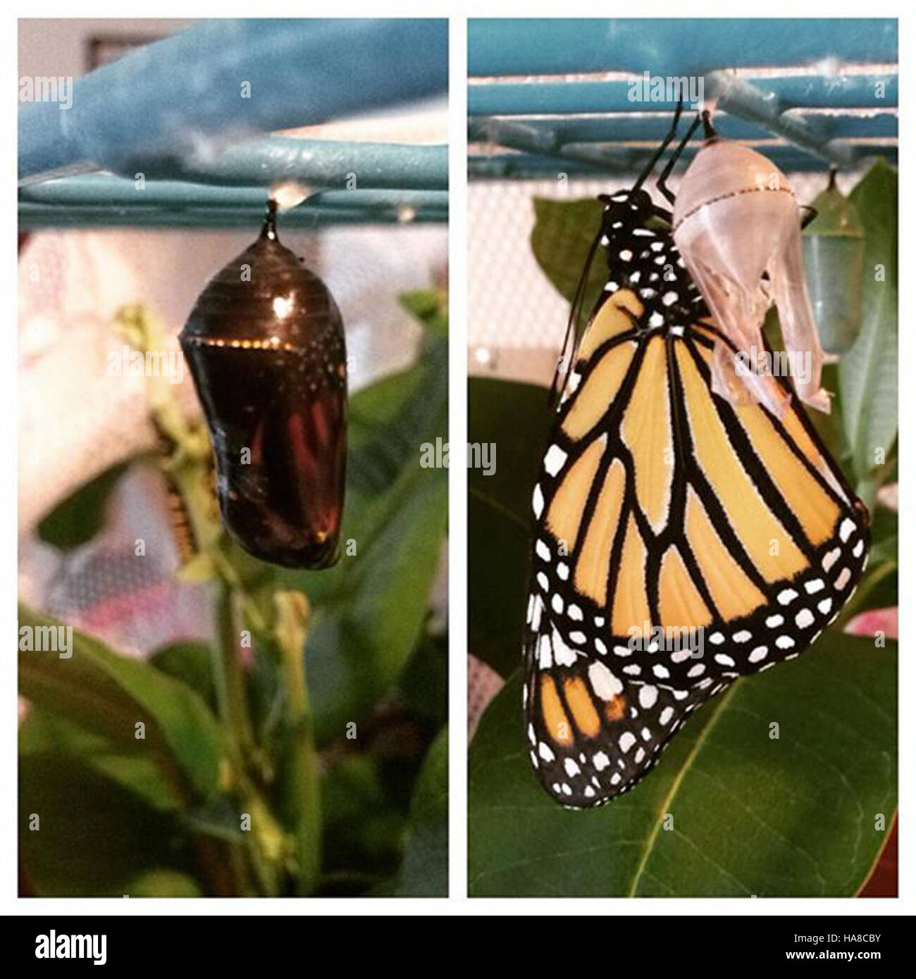 A Monarch chrysalis and butterfly are observed in Nebraska’s national ...