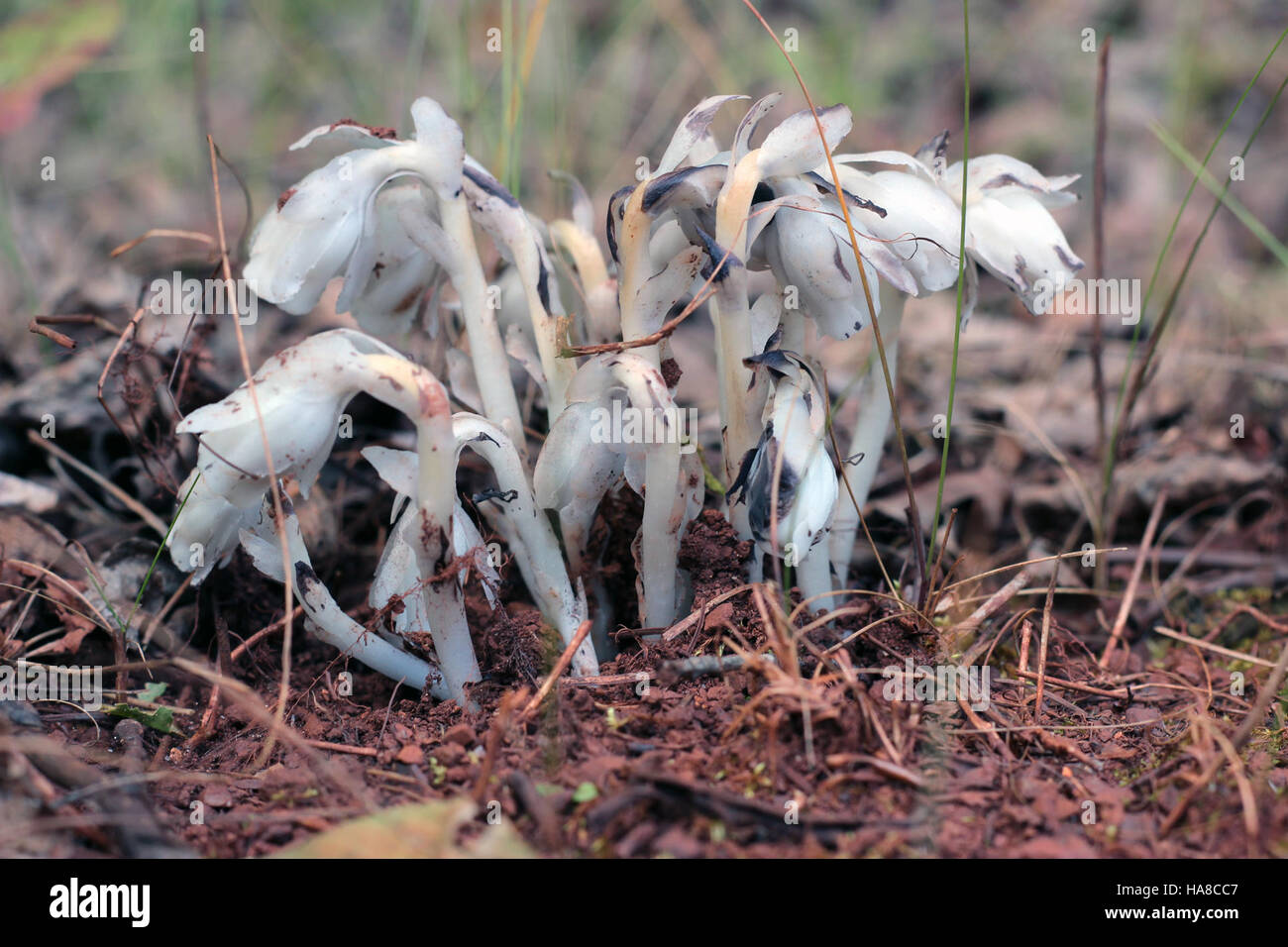 The Indian Pipe, a unique and non-photosynthetic plant, thrives in ...