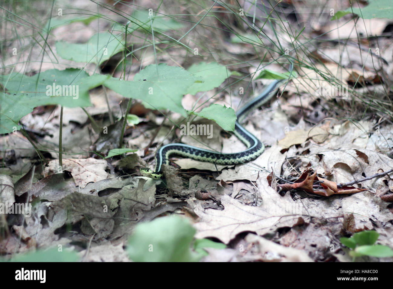 Common venomous snake in hi-res stock photography and images - Alamy