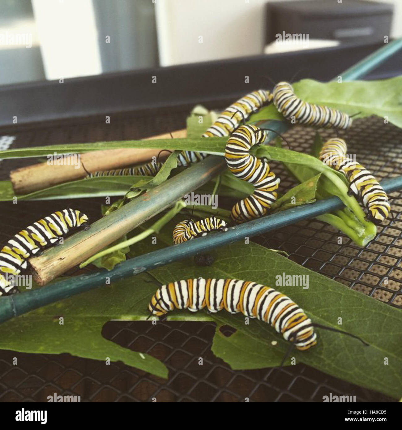 Monarch caterpillars, native to North America, are an important part of ...
