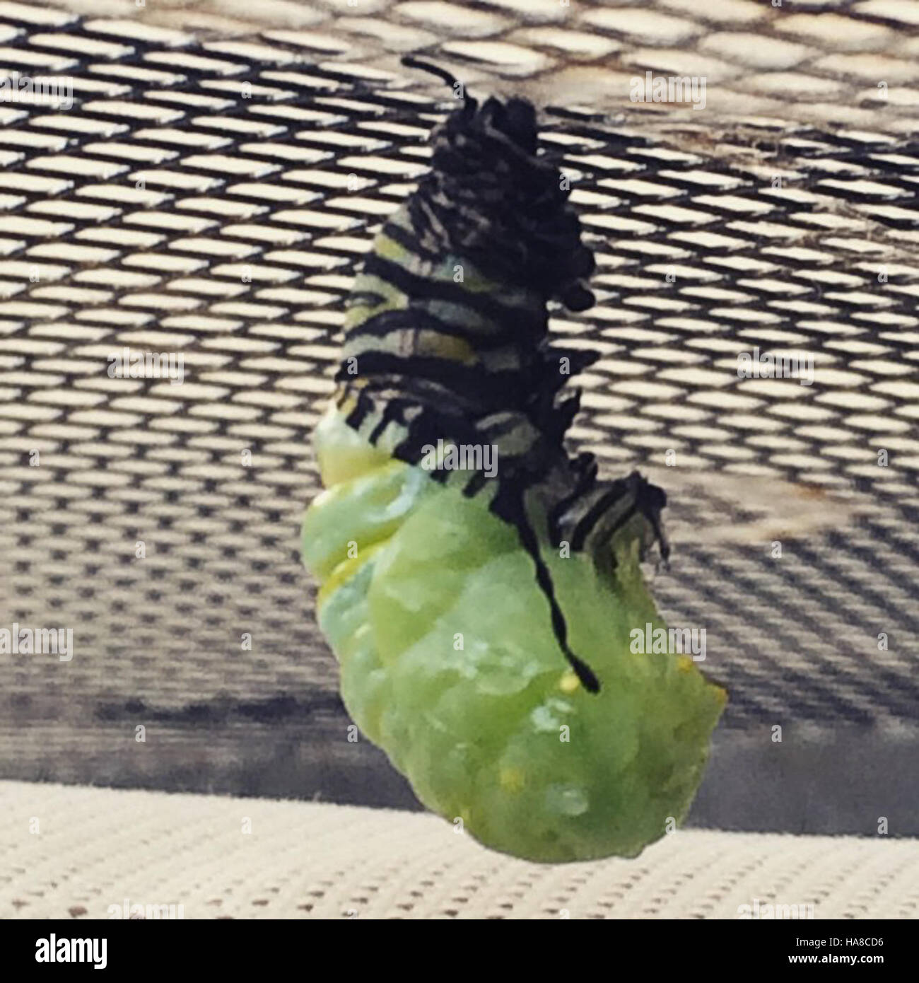 Caterpillar forms hi-res stock photography and images - Alamy