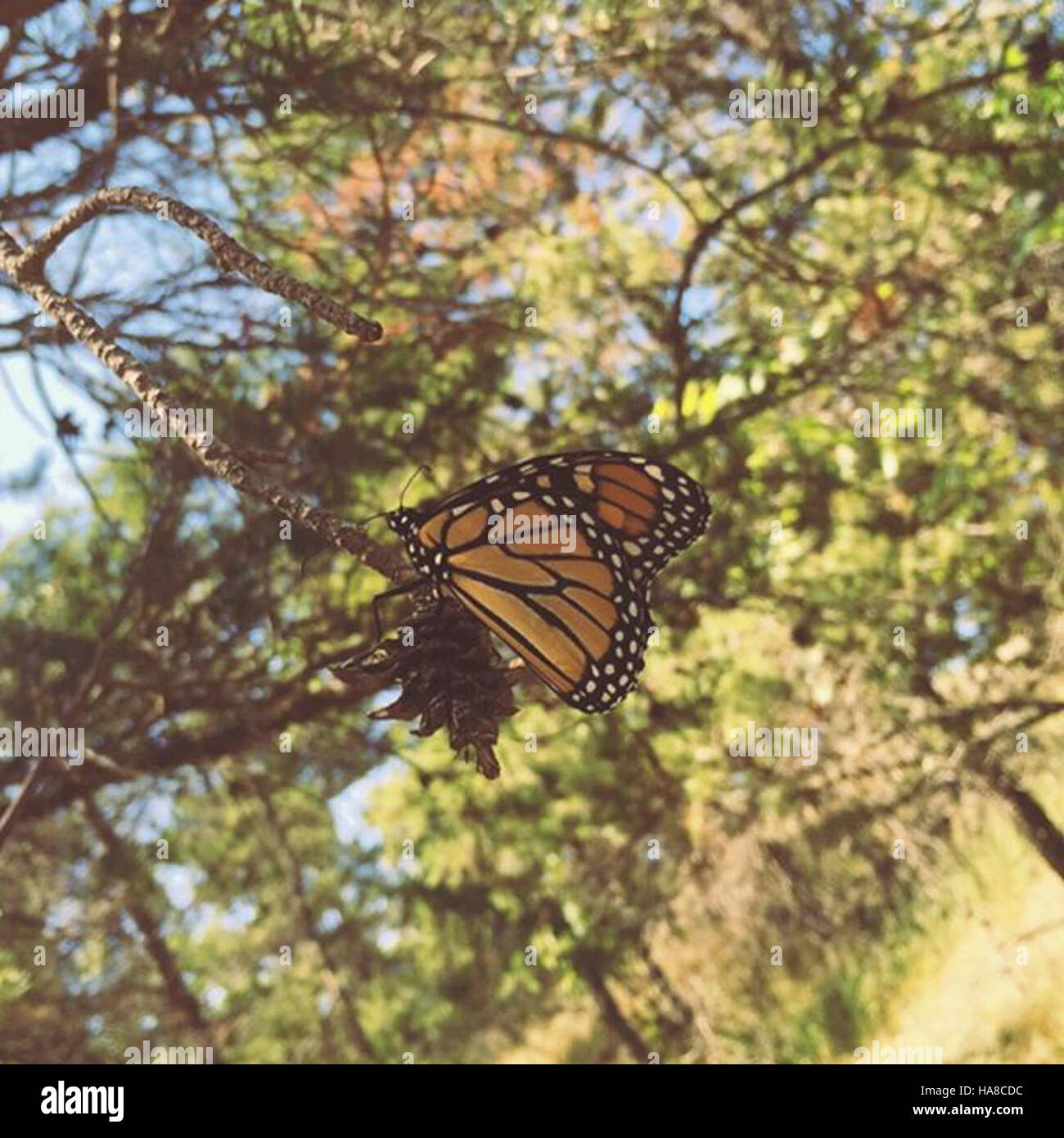 The Monarch butterfly, known for its remarkable migration patterns, is ...