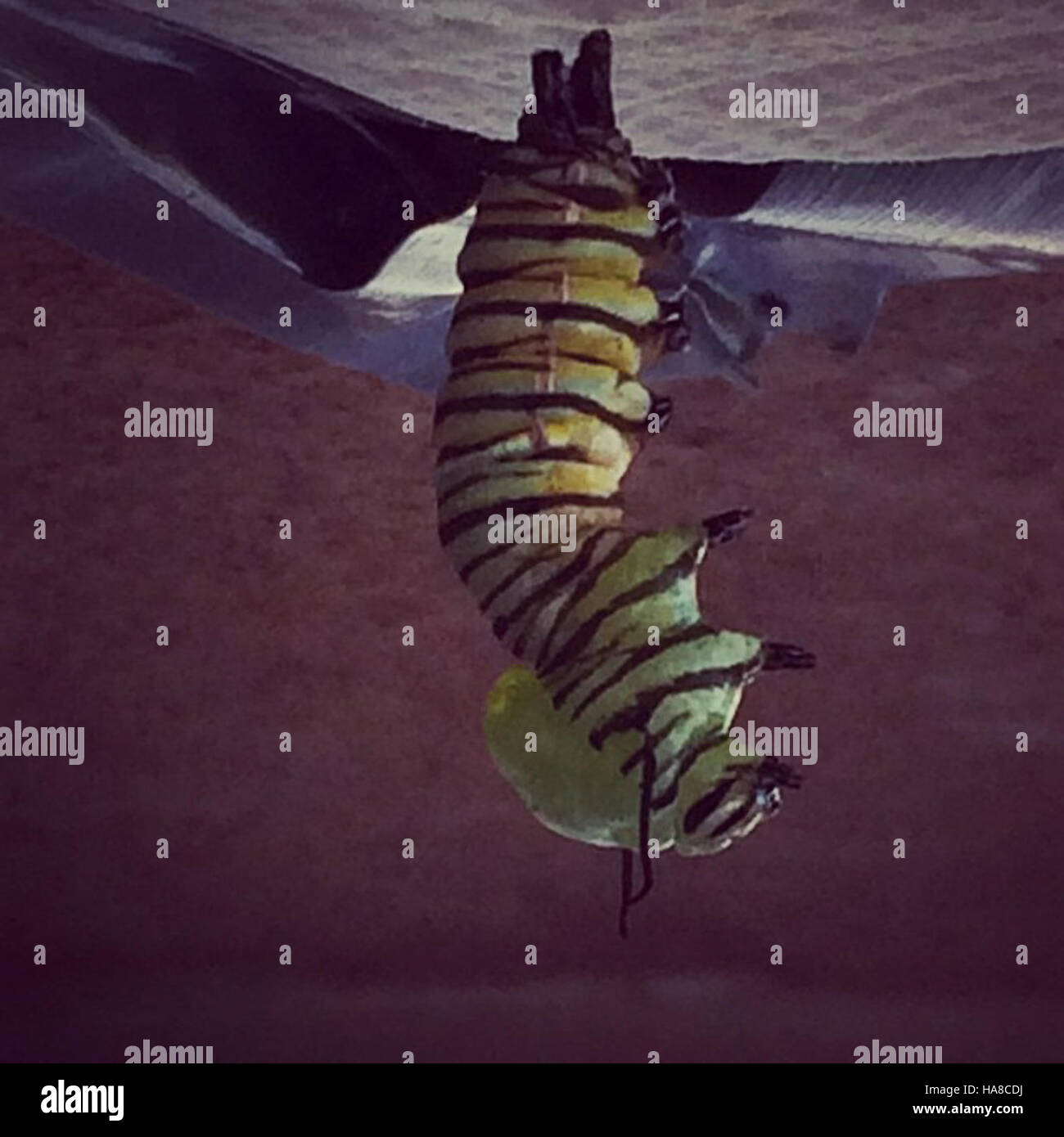 A Monarch Caterpillar in Florida begins the process of forming a ...