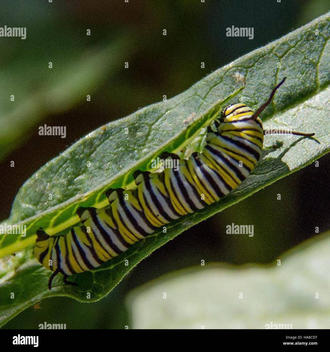 A monarch caterpillar is pictured in its natural habitat. The monarch ...