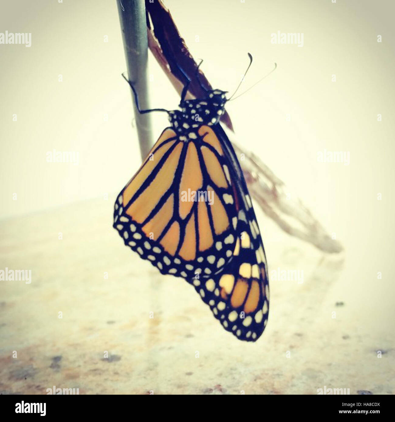 A Monarch Butterfly is captured in flight within a Florida National ...