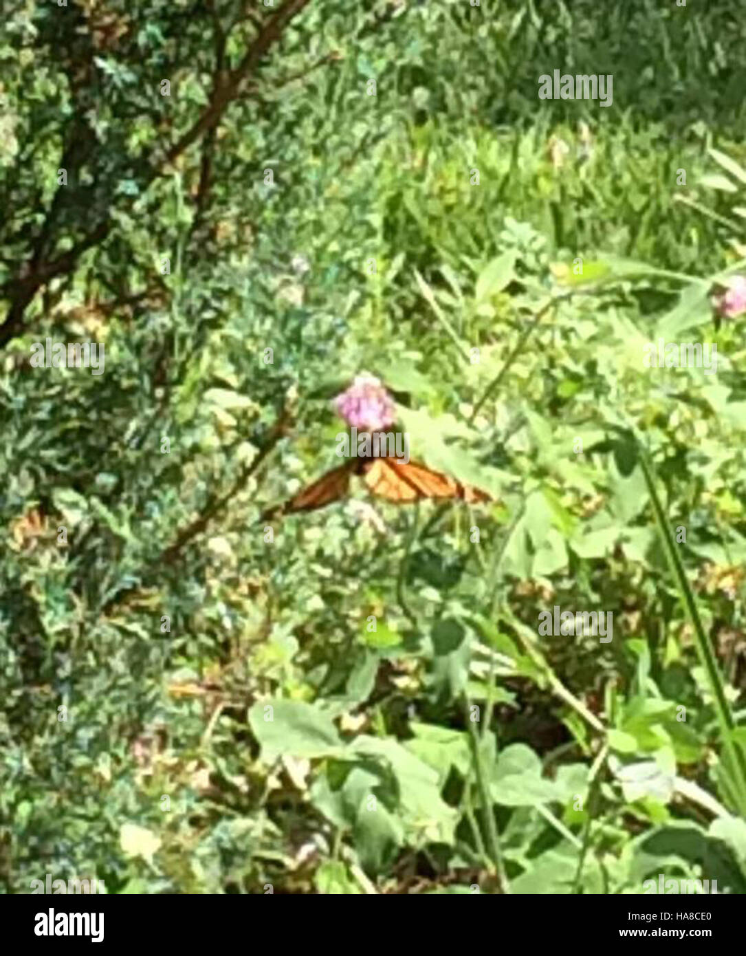 The Monarch Butterfly is a migrating species that thrives in ...