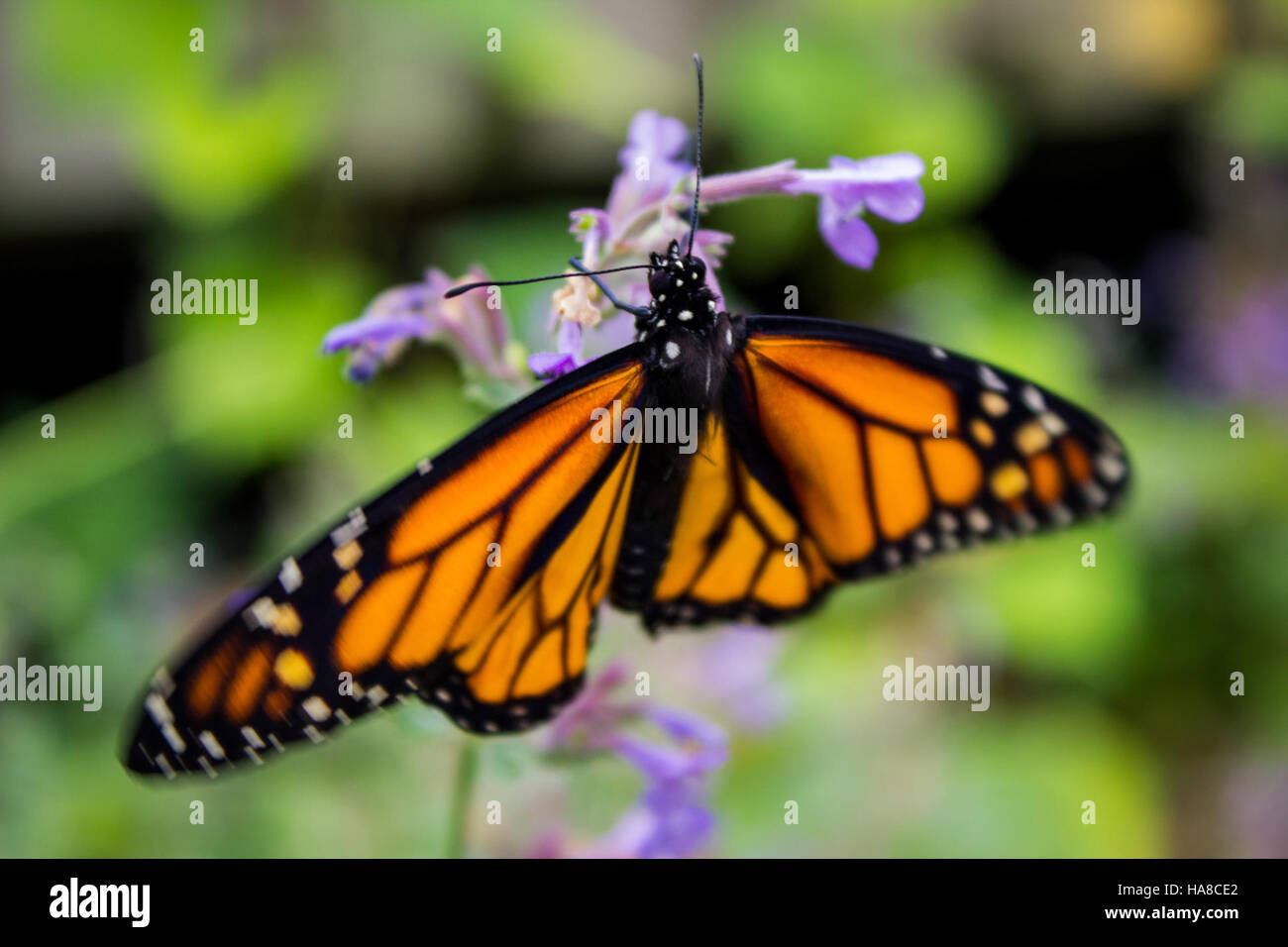 A Monarch Butterfly is observed in Minnesota’s national parks ...