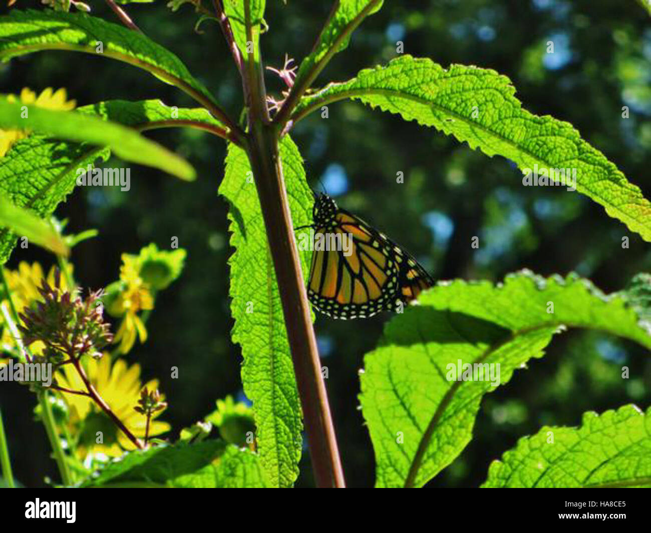 The Monarch Butterfly, observed in Ohio's National Park, is a key ...