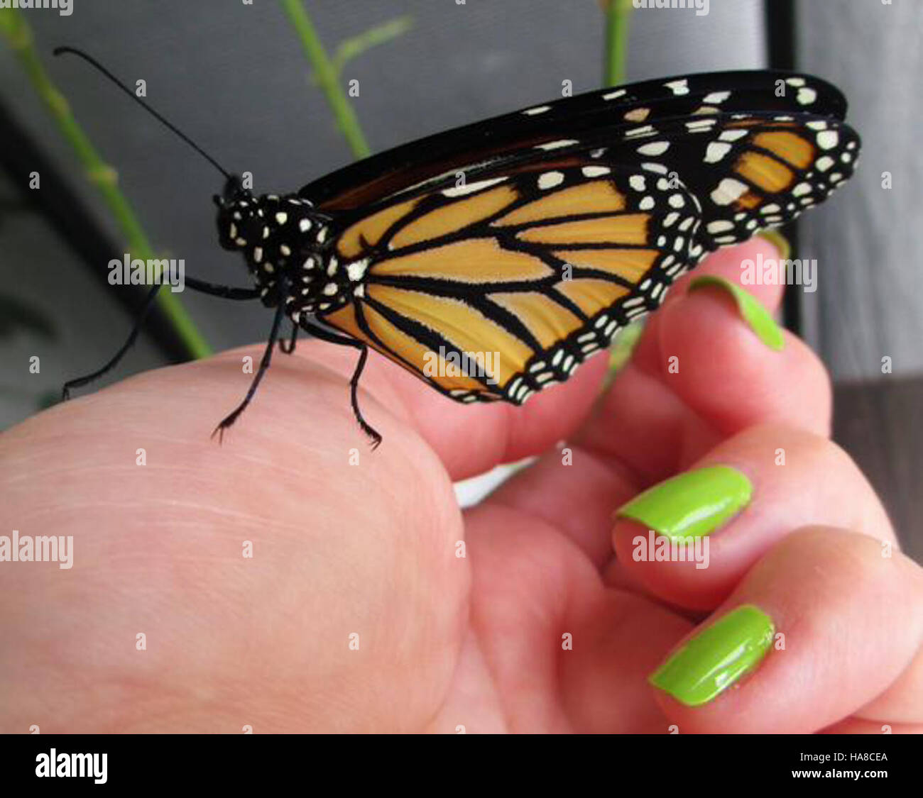 A Monarch Butterfly captured in Ohio National Park, showcasing the ...