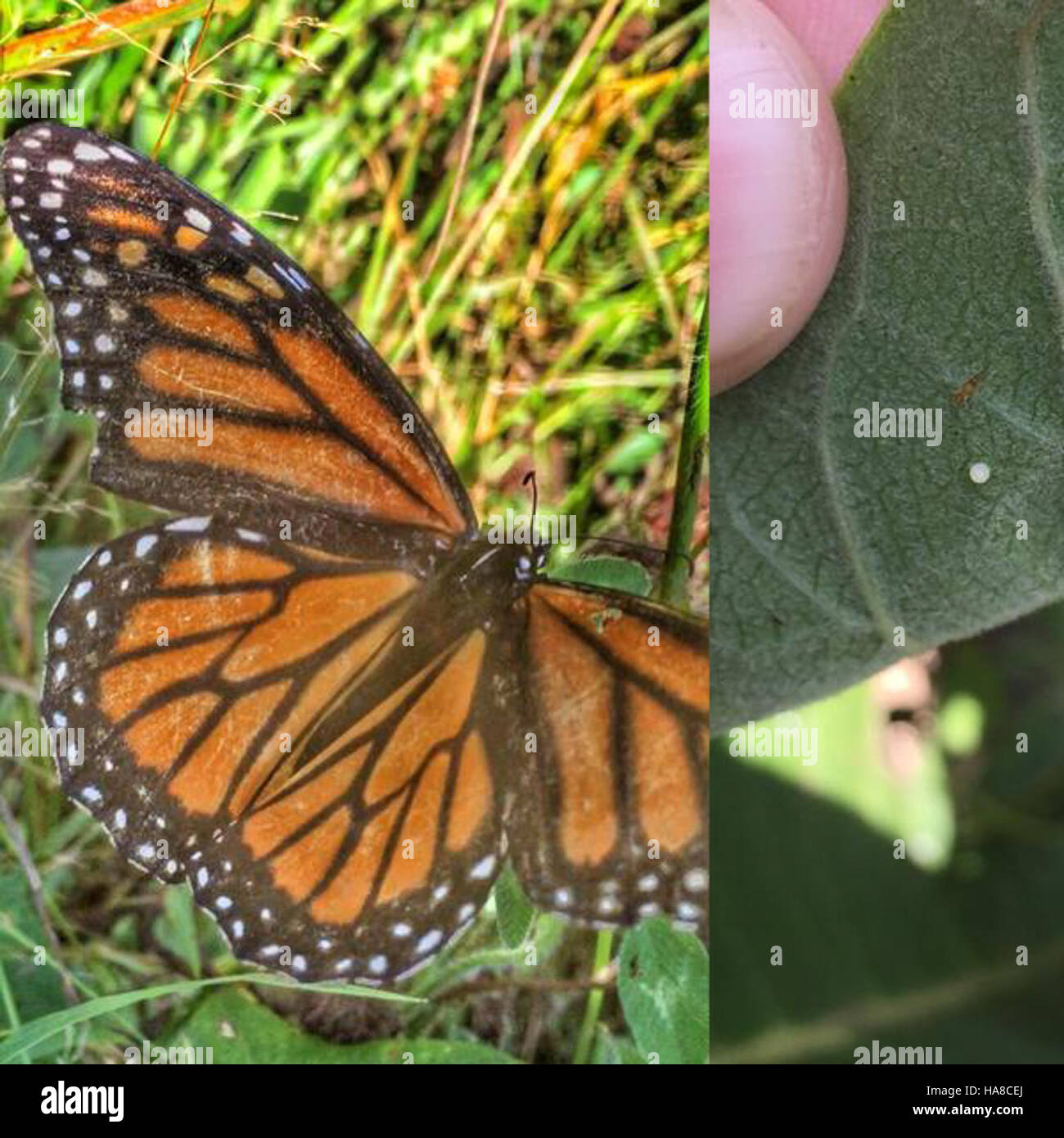 A monarch butterfly lays an egg on a plant in Iowa, highlighting ...