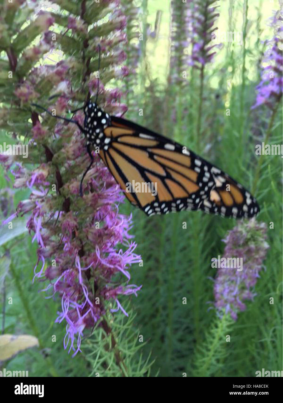 A monarch butterfly spotted in Iowa's National Park, illustrating the ...