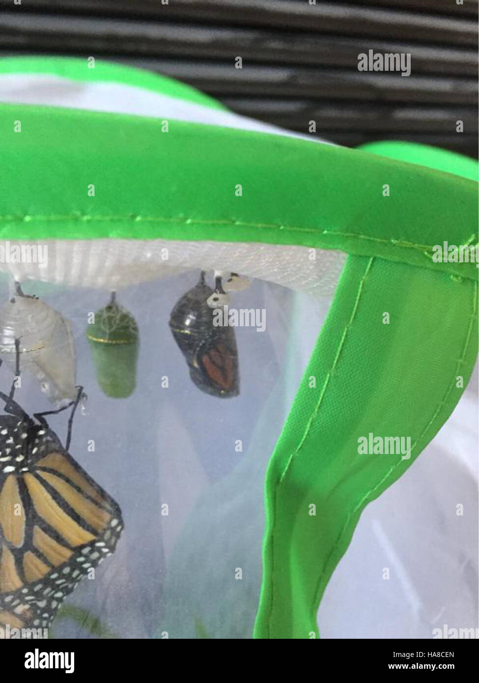 Monarch butterflies and their chrysalises are observed in Iowa's ...