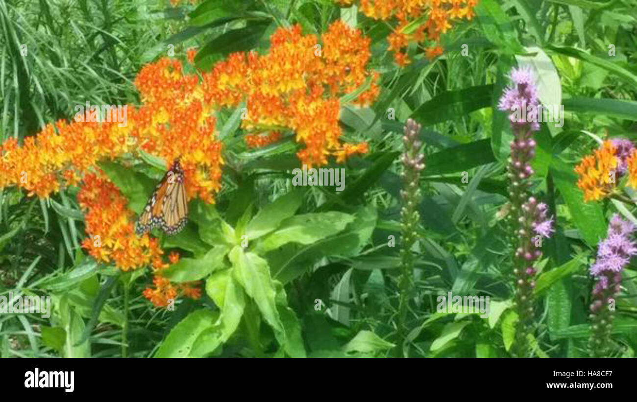A Monarch Butterfly spotted in Maryland's national parks. The butterfly ...