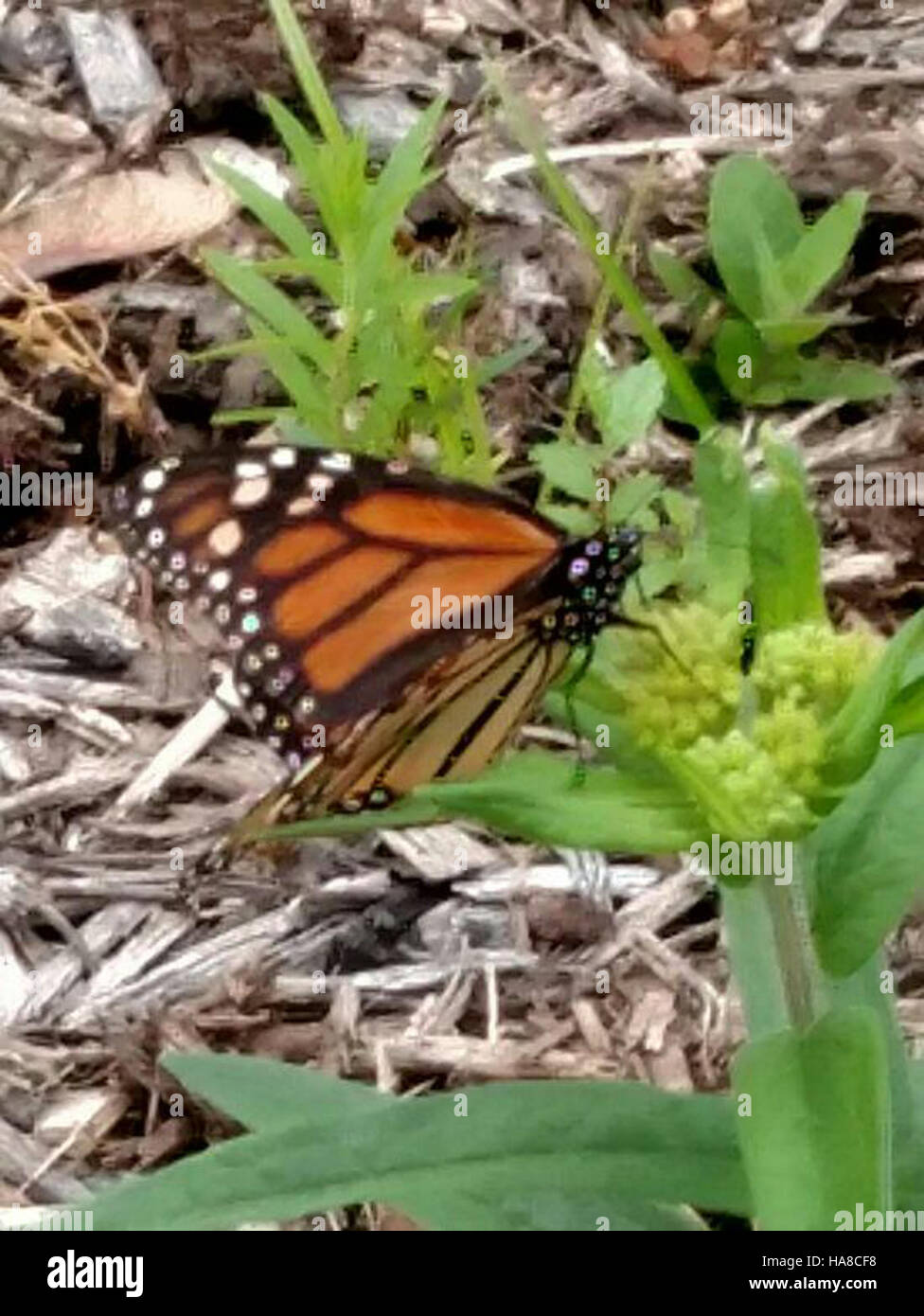 A Monarch Butterfly is photographed in Illinois' national park ...